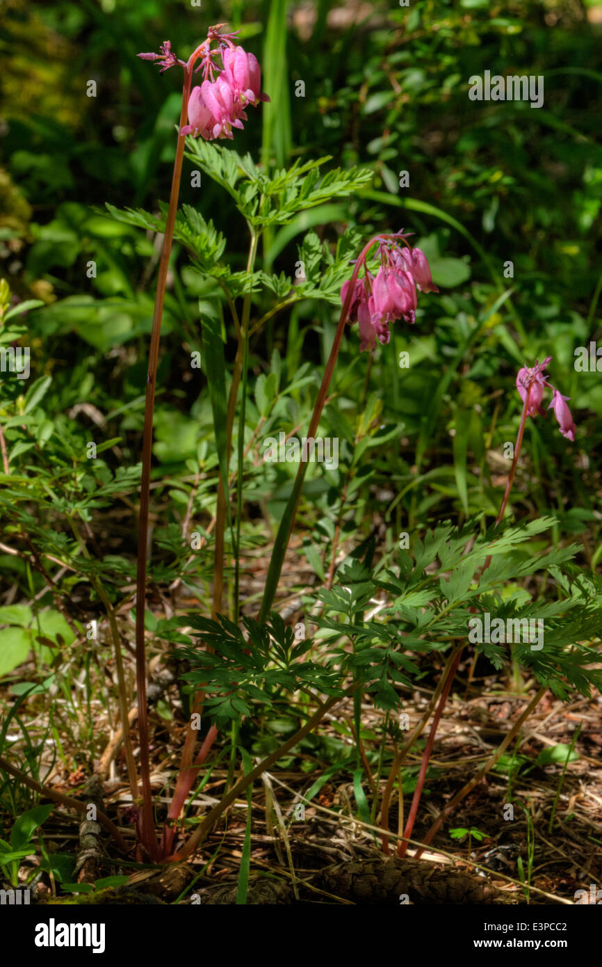 Western Bleeding Heart aka Pacific Bleeding Heart (Dicentra formosa ...