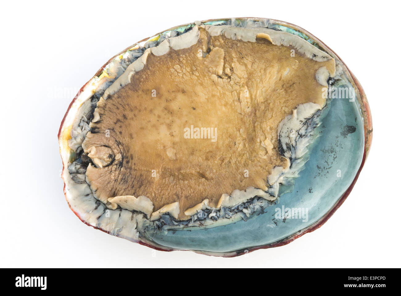 giant size raw abalone on white background Stock Photo - Alamy