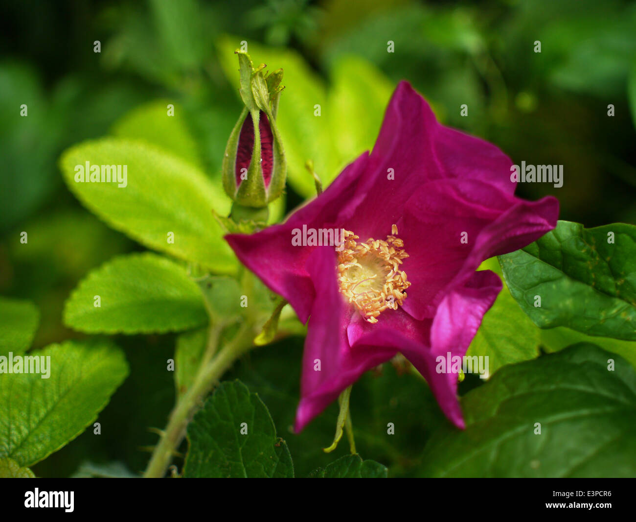 Wild Rose Rosa Rugosa in Cornish garden Stock Photo - Alamy