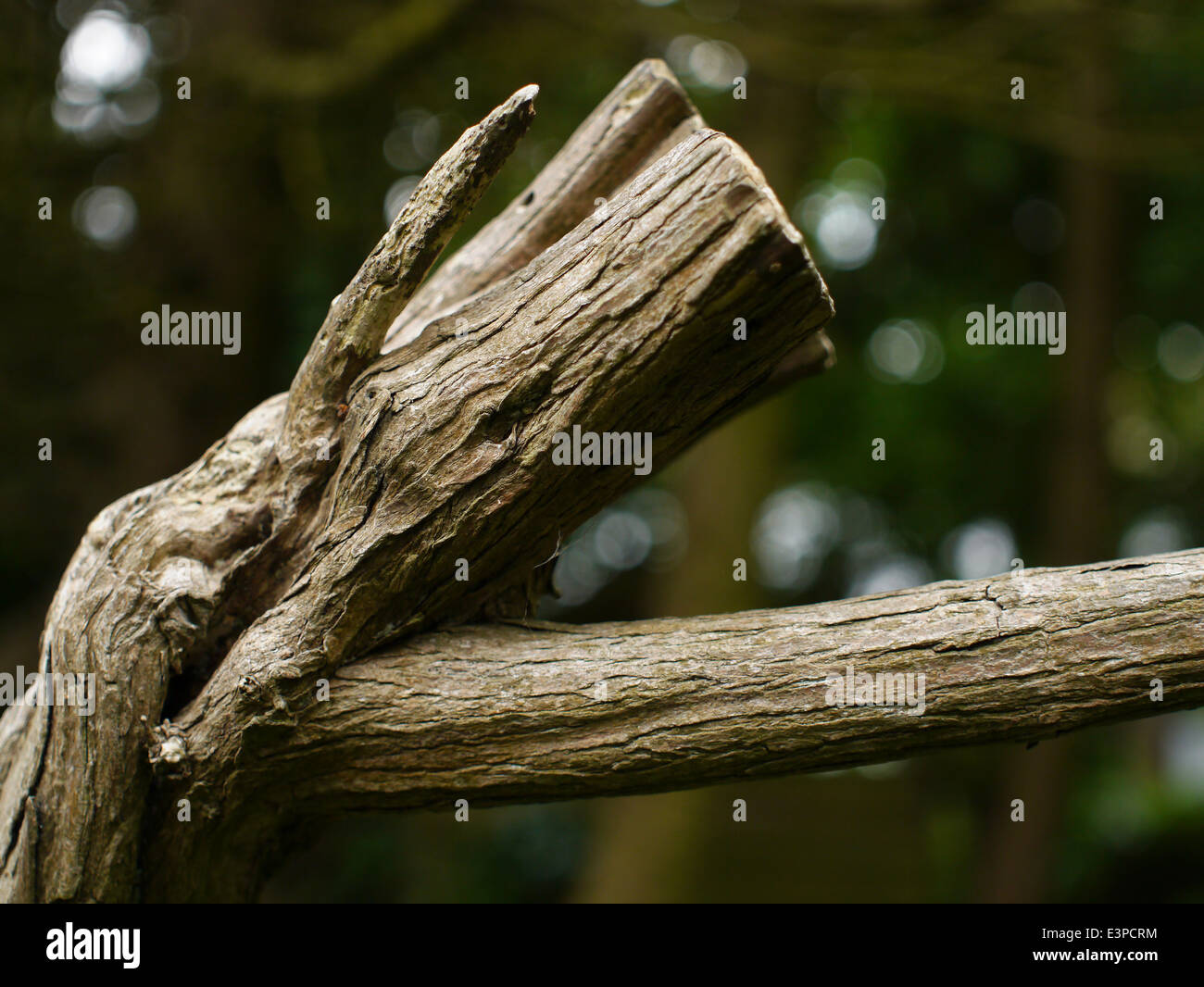 Dried out tree branch Stock Photo - Alamy