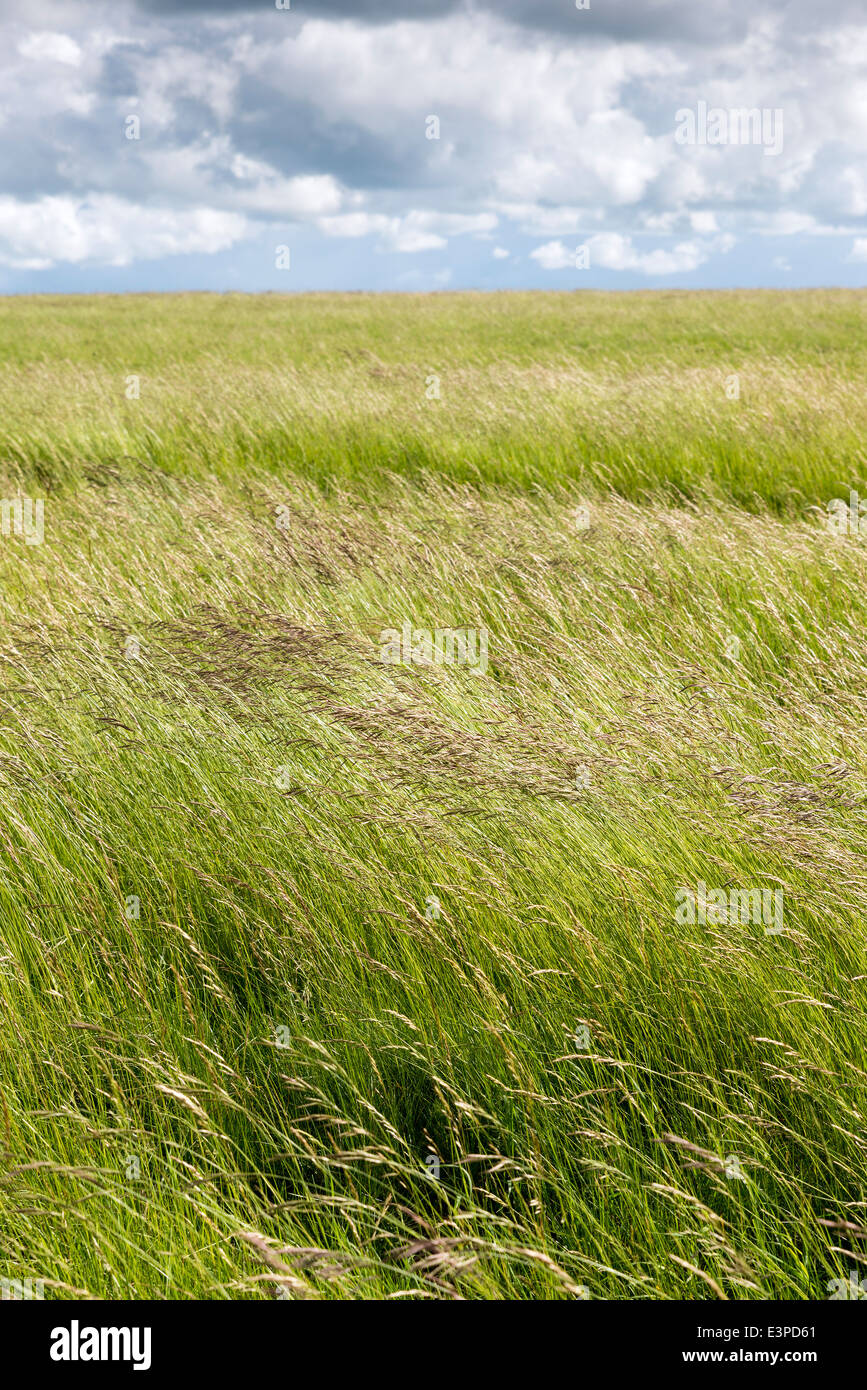 barley field crop, spring in England Stock Photo - Alamy