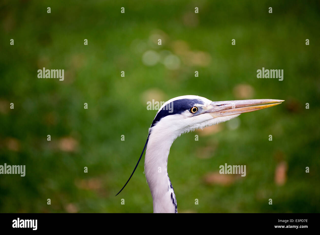 Crane bird in England Stock Photo - Alamy