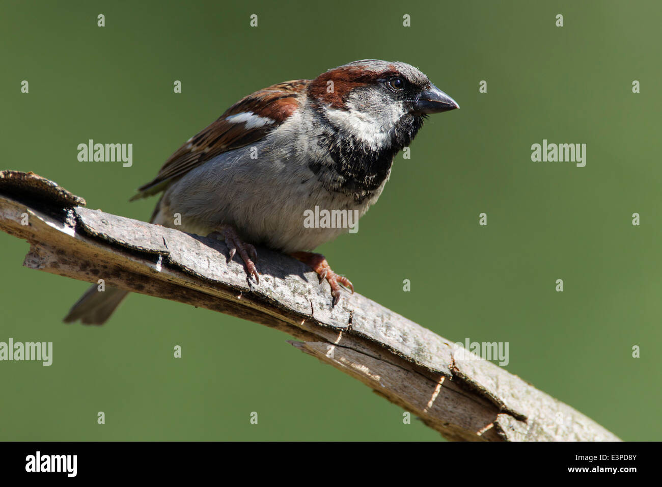 Male. House Sparrow. Passer domesticus (Passeridae Stock Photo - Alamy
