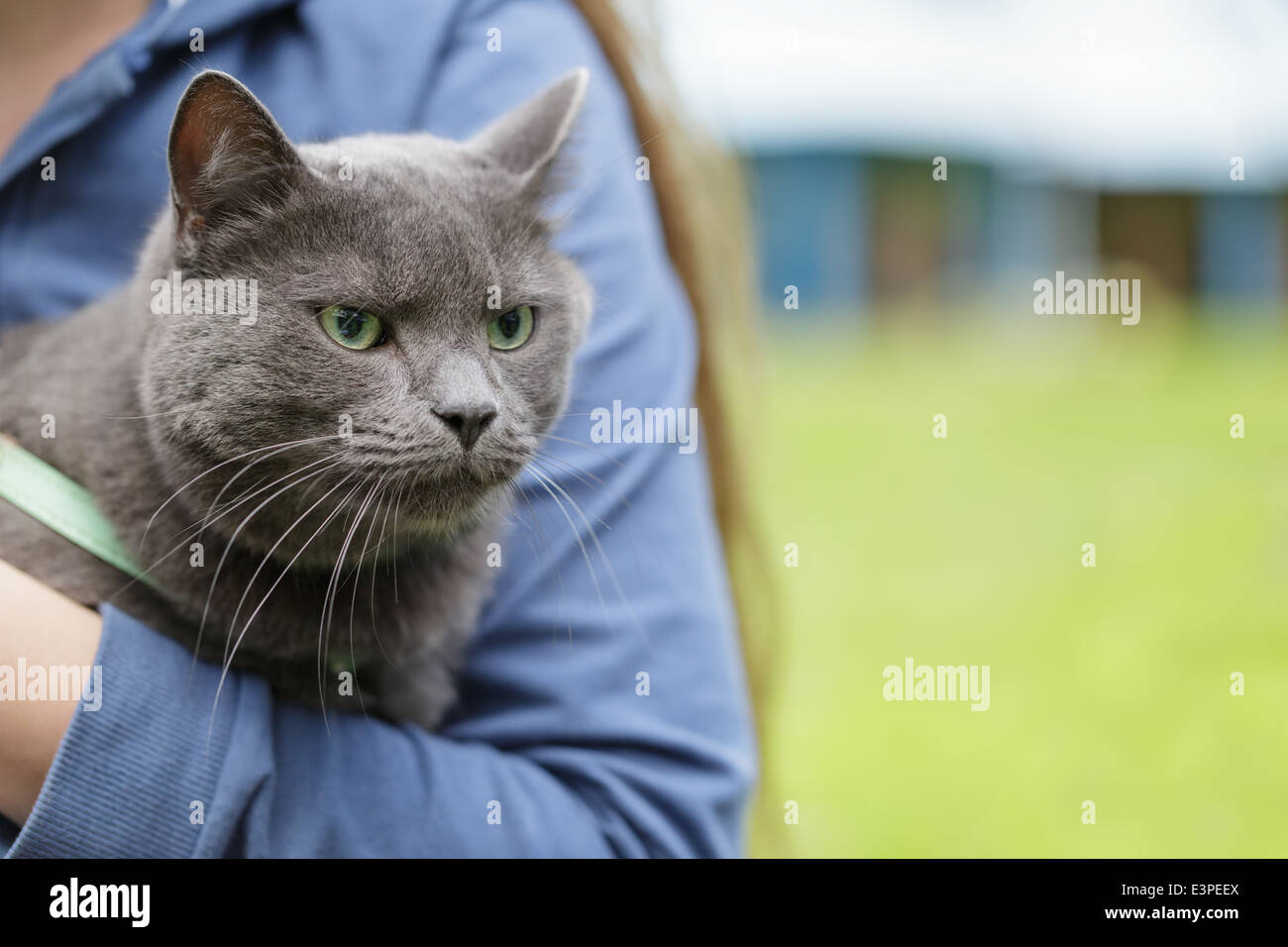 british shorthair cat on hands with unhappy look, outdoor photo Stock ...