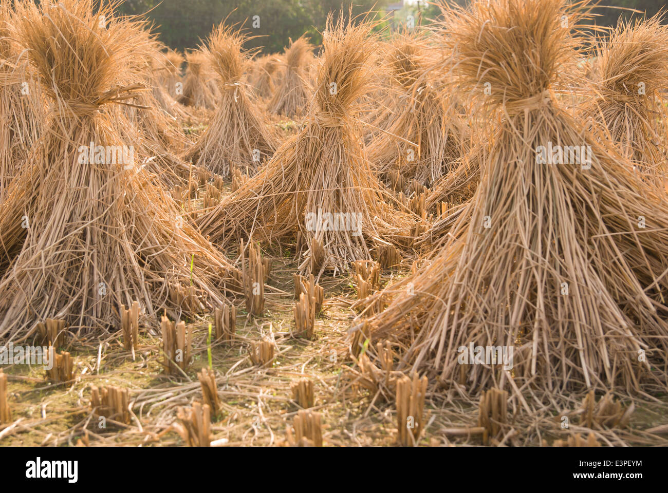 Dry paddy field hi-res stock photography and images - Alamy