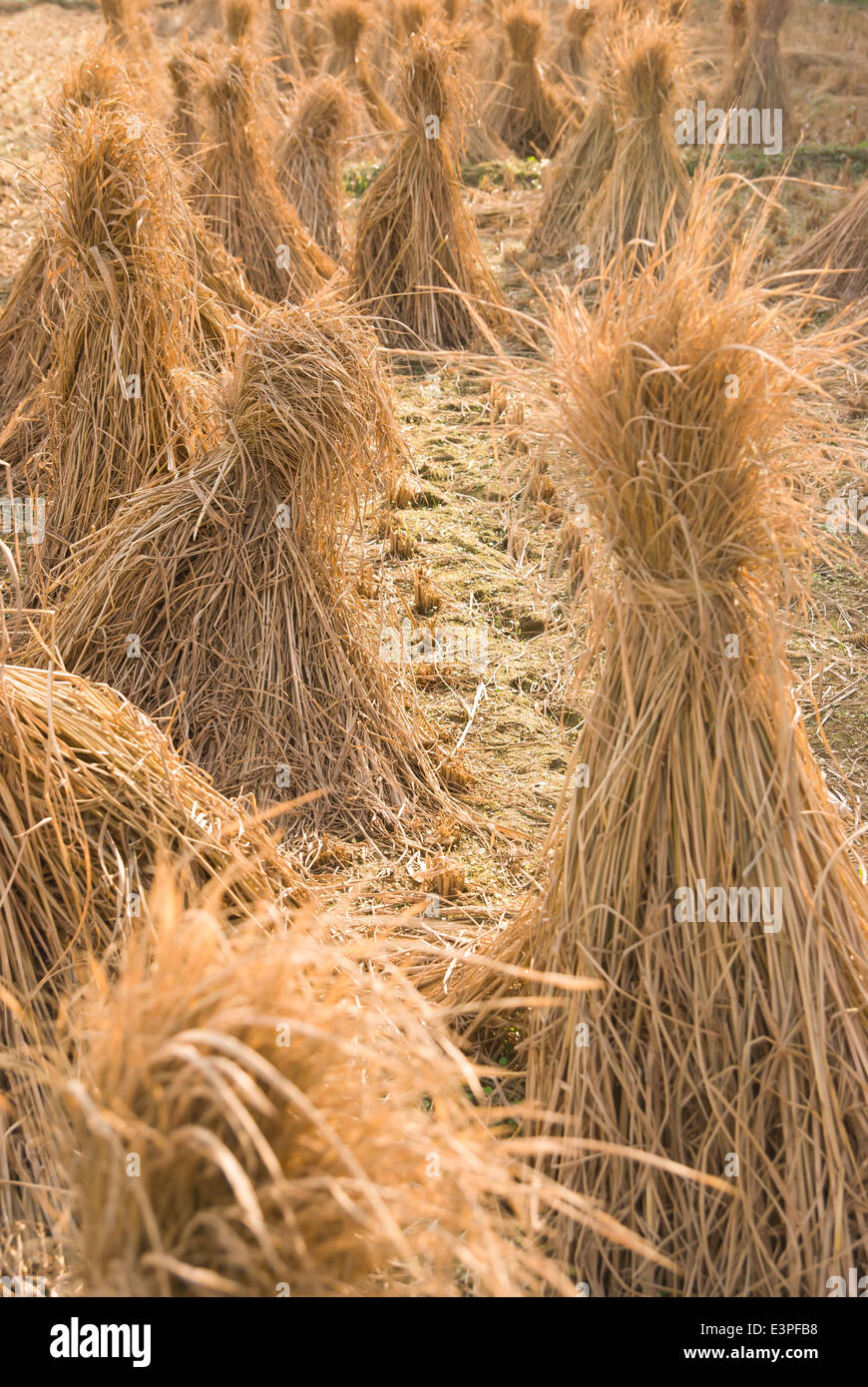 harvested paddy on field Stock Photo - Alamy