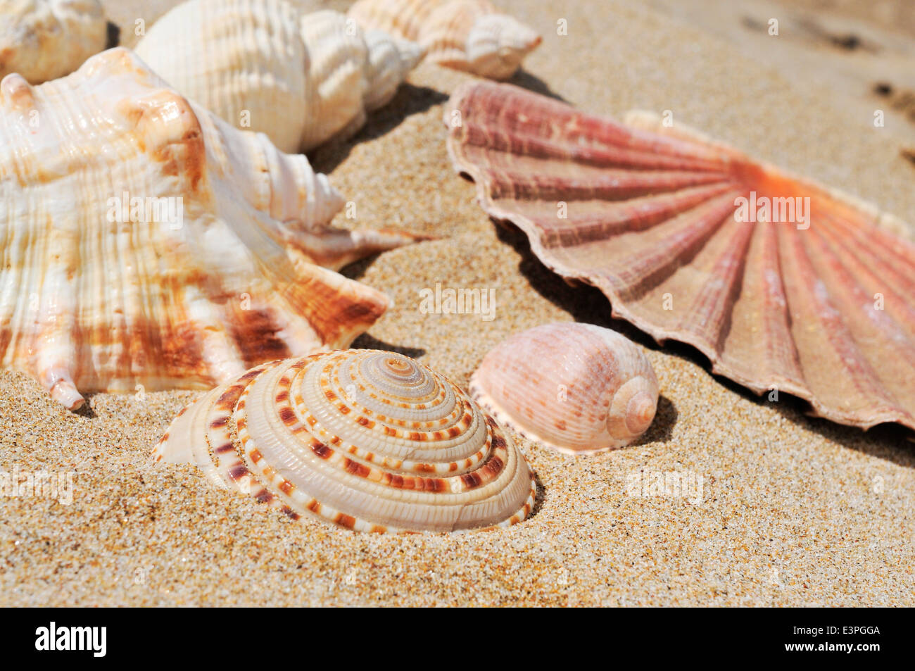 Seasnail Stock Photos & Seasnail Stock Images - Alamy