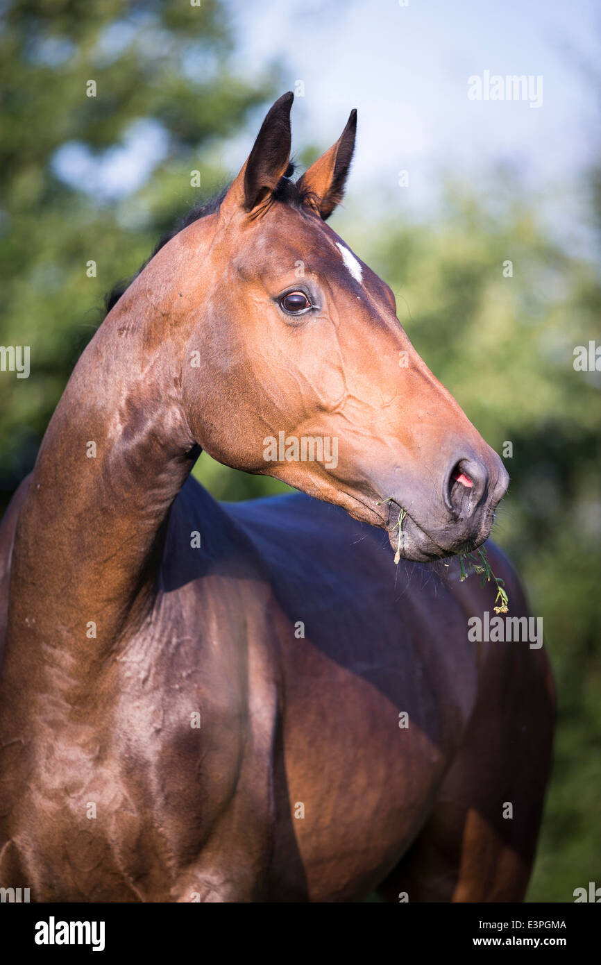 Oldenburg Horse Portrait bay mare Germany Stock Photo - Alamy
