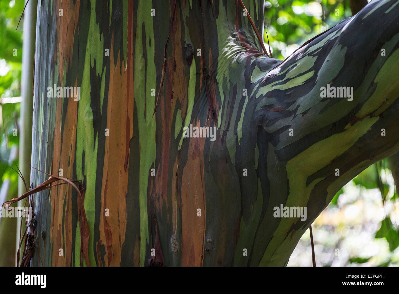 Rainbow Eucalyptus Eucalyptus deglupta) close-up multi-coloured bark ...