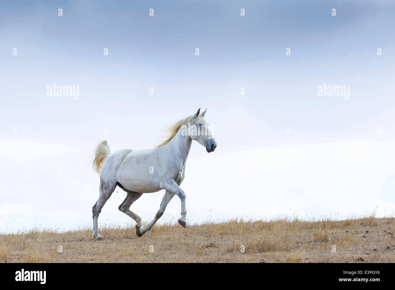 Australian Standardbred Gray mare trotting sand Australia Stock Photo ...