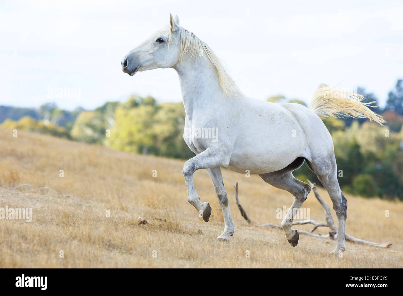 White Standardbred Horse