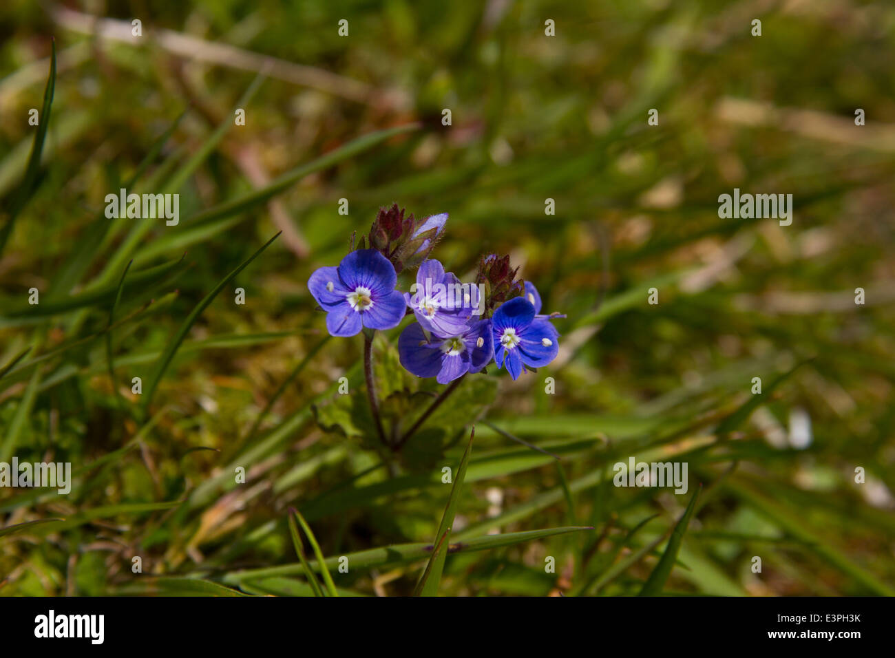 Germander speedwell, hi-res stock photography and images - Alamy