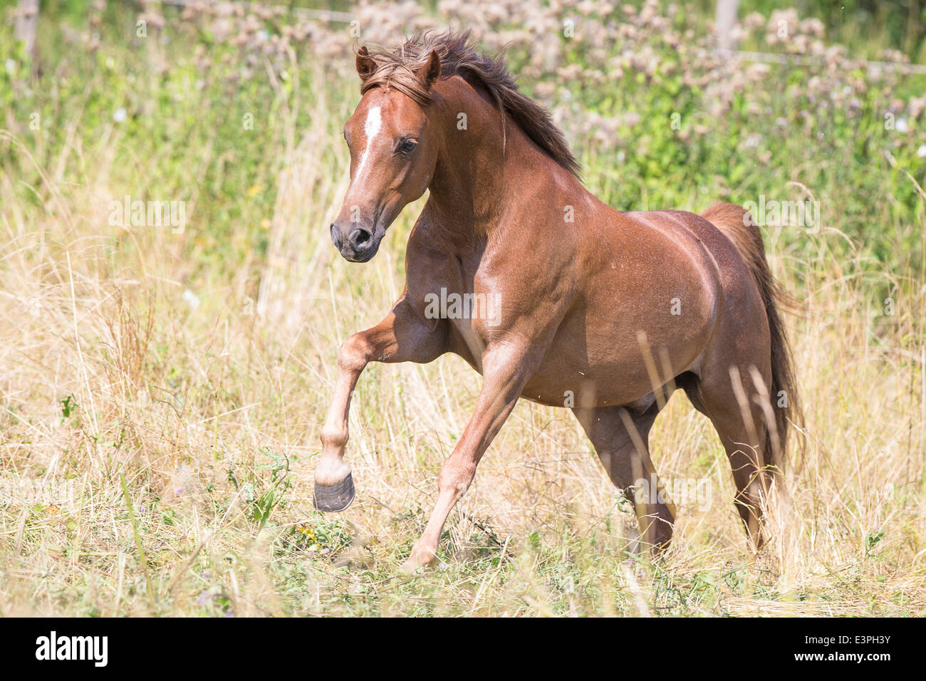 Welsh Pony Section B Chestnut gelding galloping pasture France Stock ...