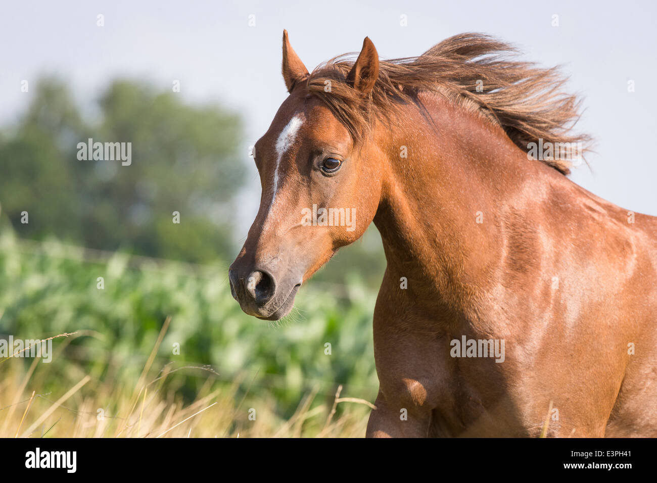 Welsh Pony Section B Chestnut gelding galloping pasture portrait France ...