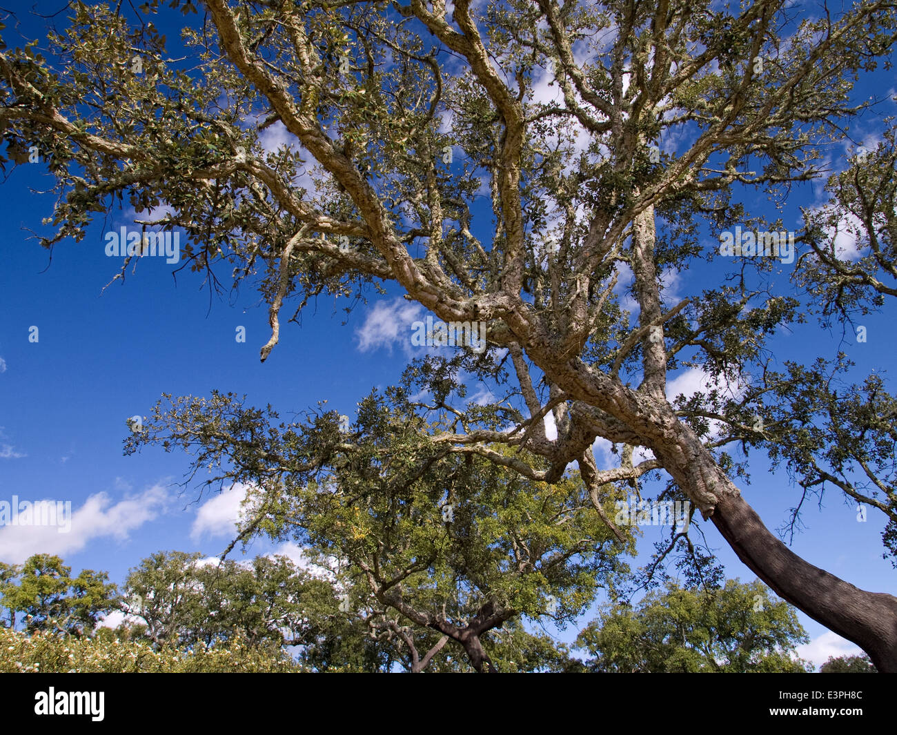 Horizontal portrait cork oak tree hi-res stock photography and images ...