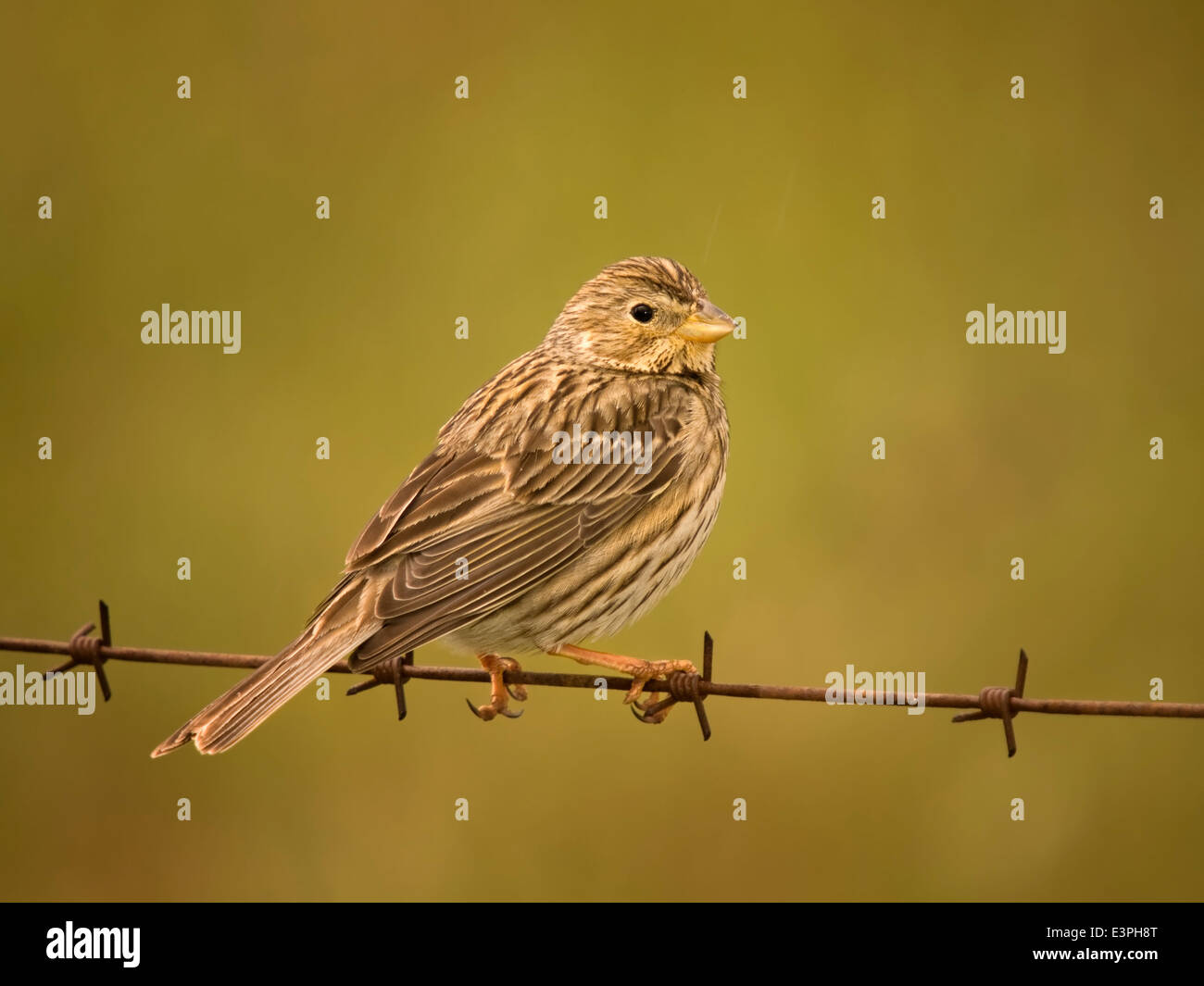 Barbed wire bush hi-res stock photography and images - Alamy