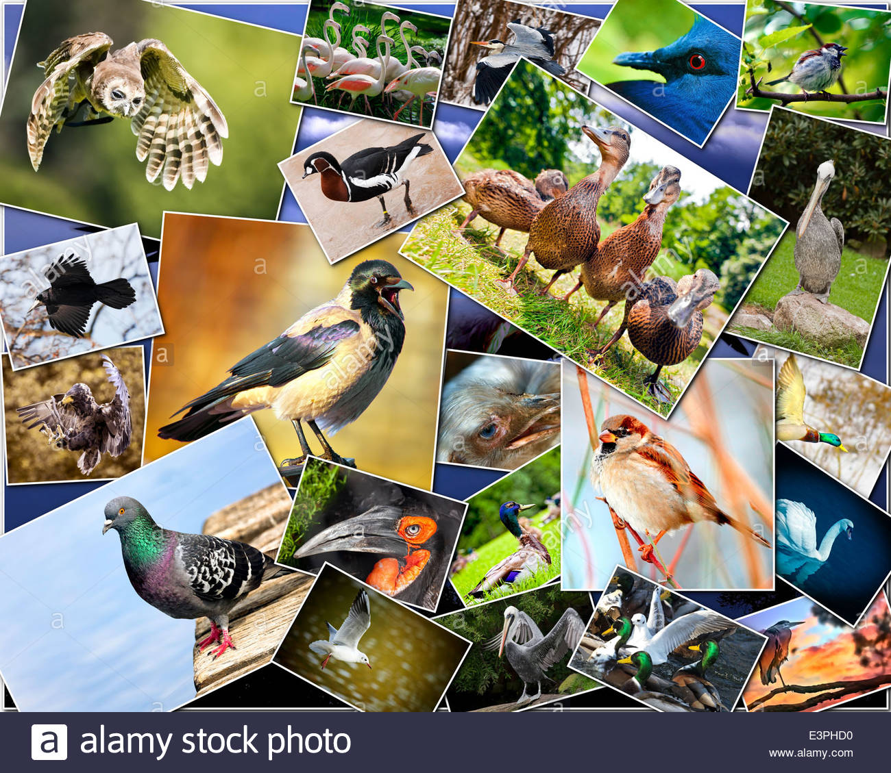 Collage Birds Stock Photos & Collage Birds Stock Images - Alamy