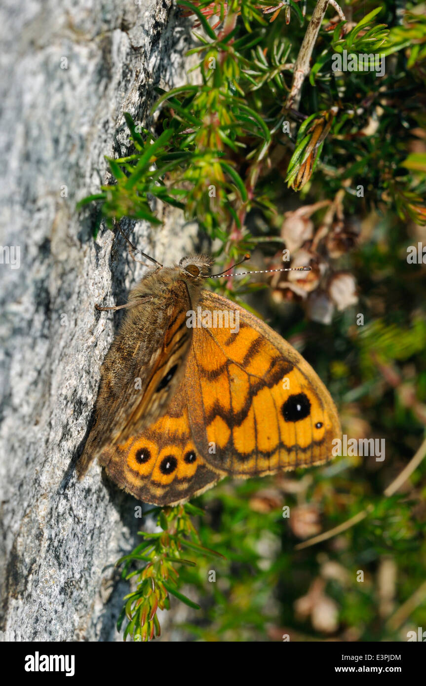 Wall Brown Butterfly - Lasiommata megera Resting on Granite Rock Stock ...