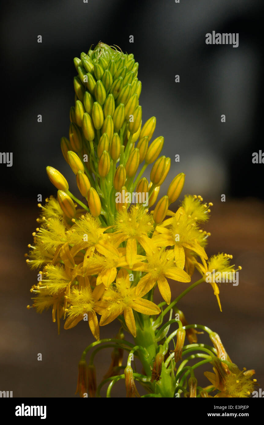 Bulbine alooides Succulent flower from South Africa Stock Photo - Alamy