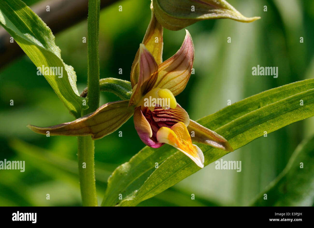 Giant Helleborine - Epipactis gigantea From Western North America Stock ...