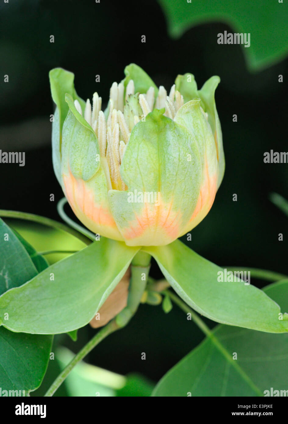 Tulip tree liriodendron tulipifera hi-res stock photography and images ...
