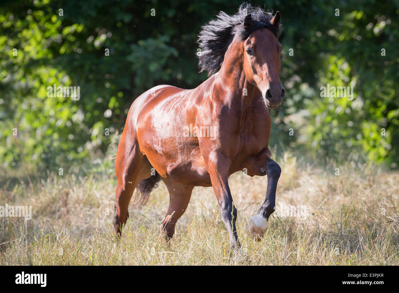 Welsh pony section d hi-res stock photography and images - Alamy
