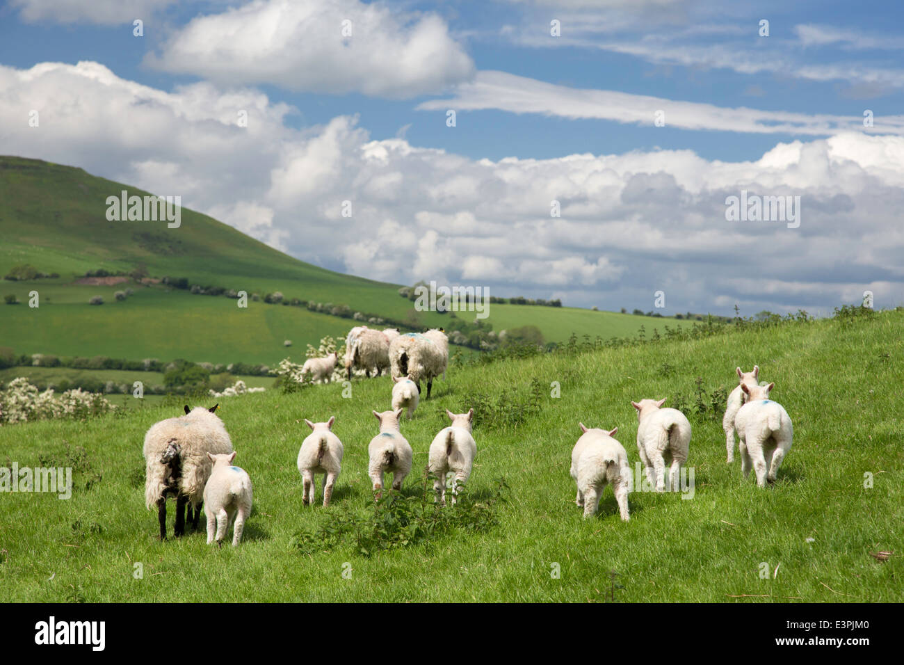 Shropshire hills sheep hi-res stock photography and images - Alamy
