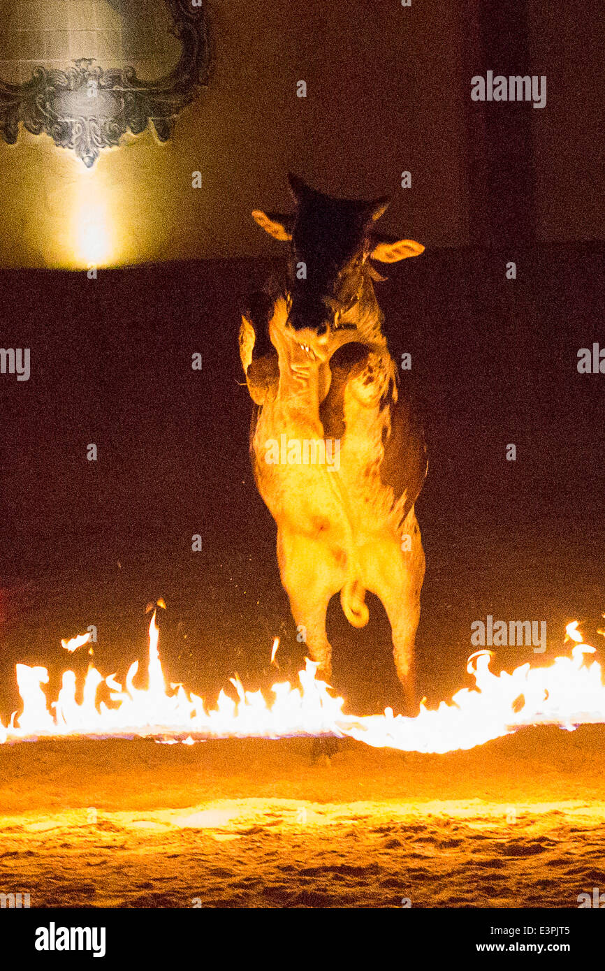 Bos taurus indicus hi-res stock photography and images - Alamy