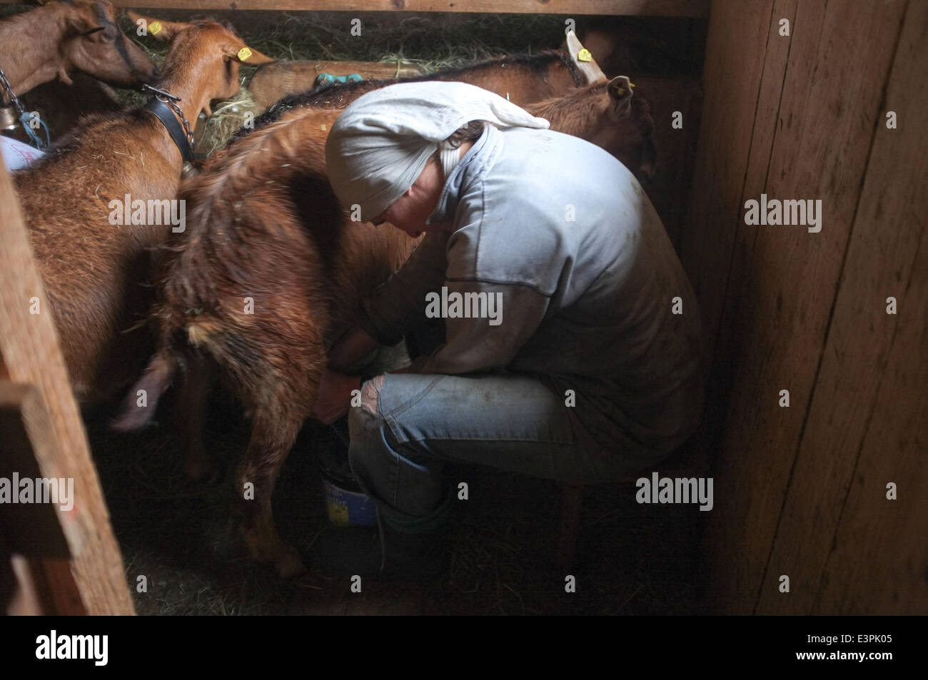 Milch goat hi-res stock photography and images - Alamy