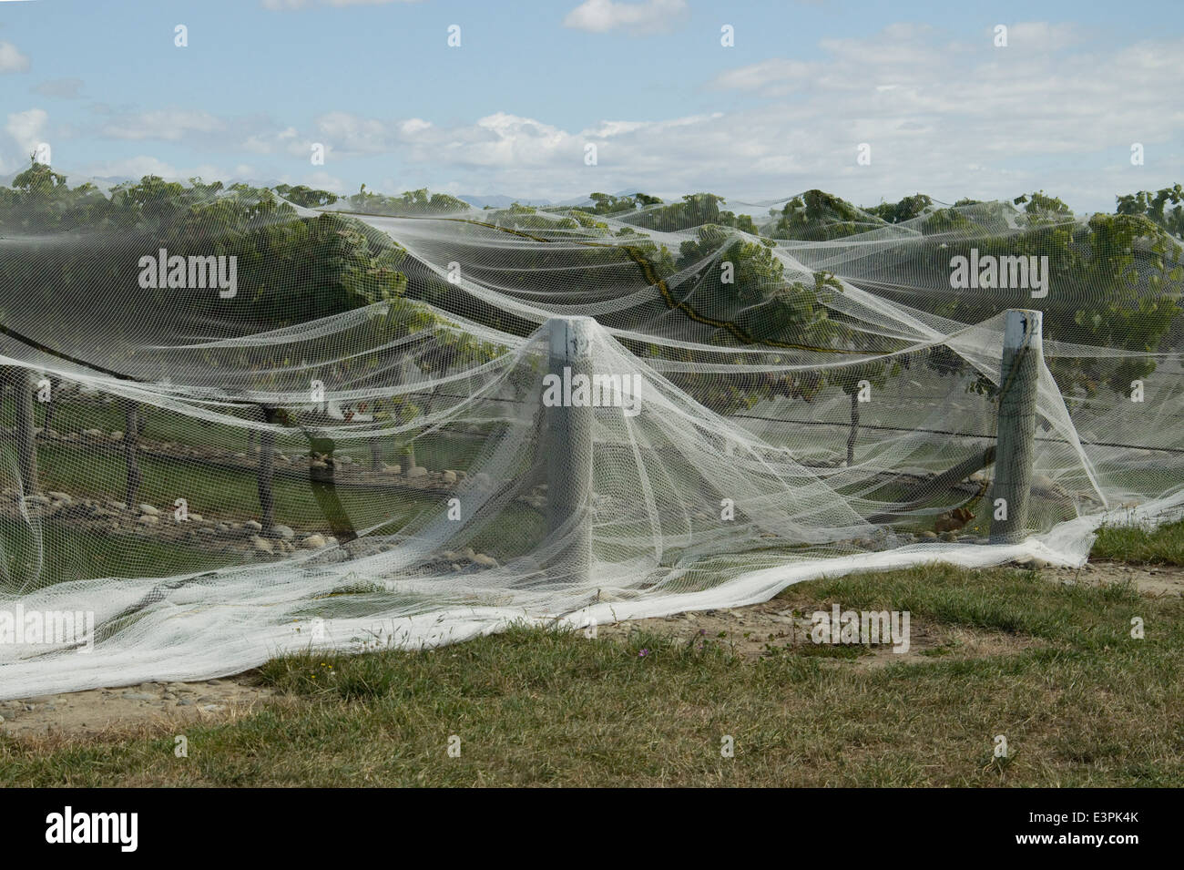grape vines covered with netting Stock Photo - Alamy