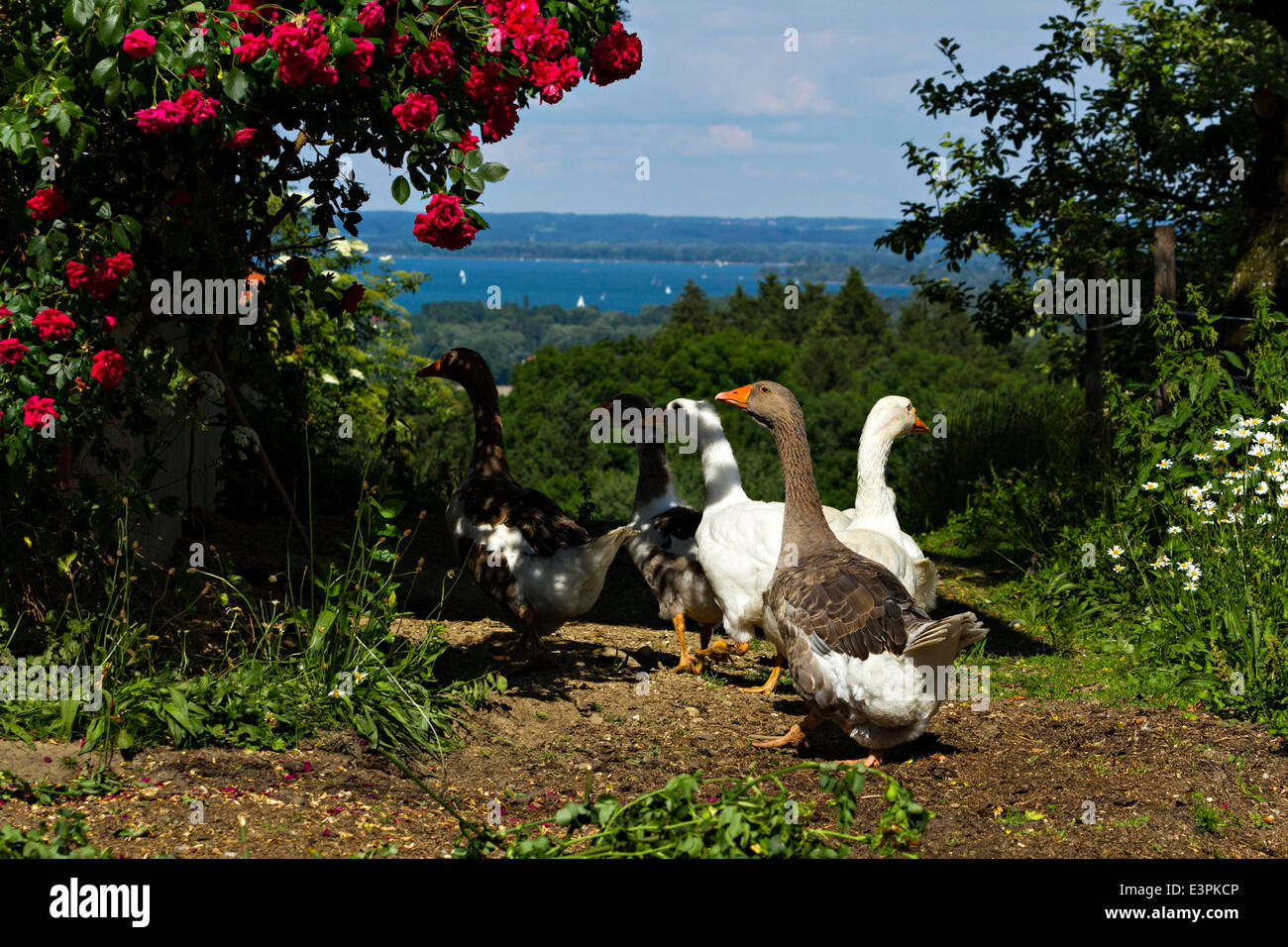 Geese in garden with Chiemsee lake, Chiemgau, Upper Bavaria, Germany ...