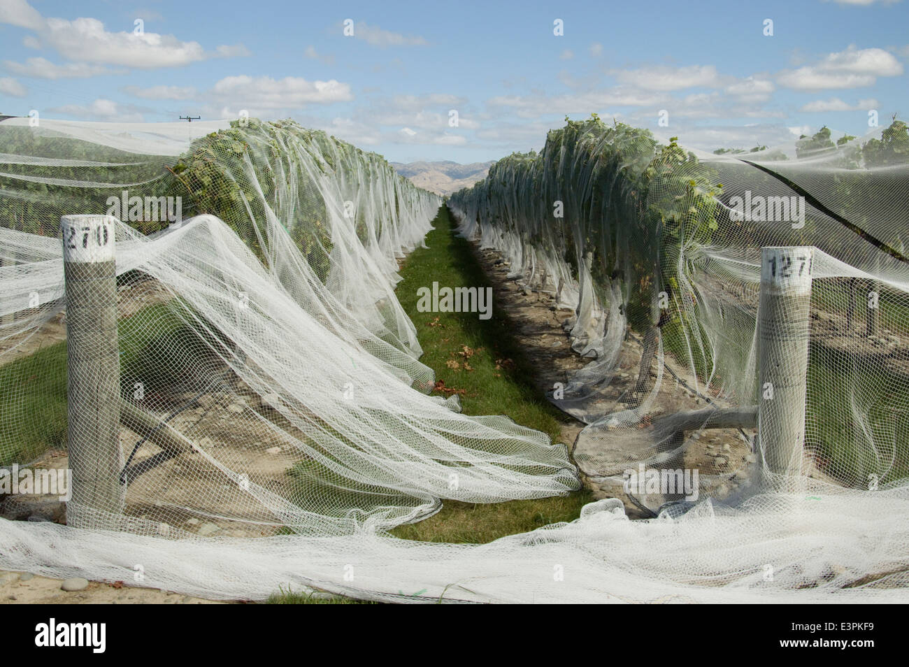 grape vines covered with netting Stock Photo - Alamy