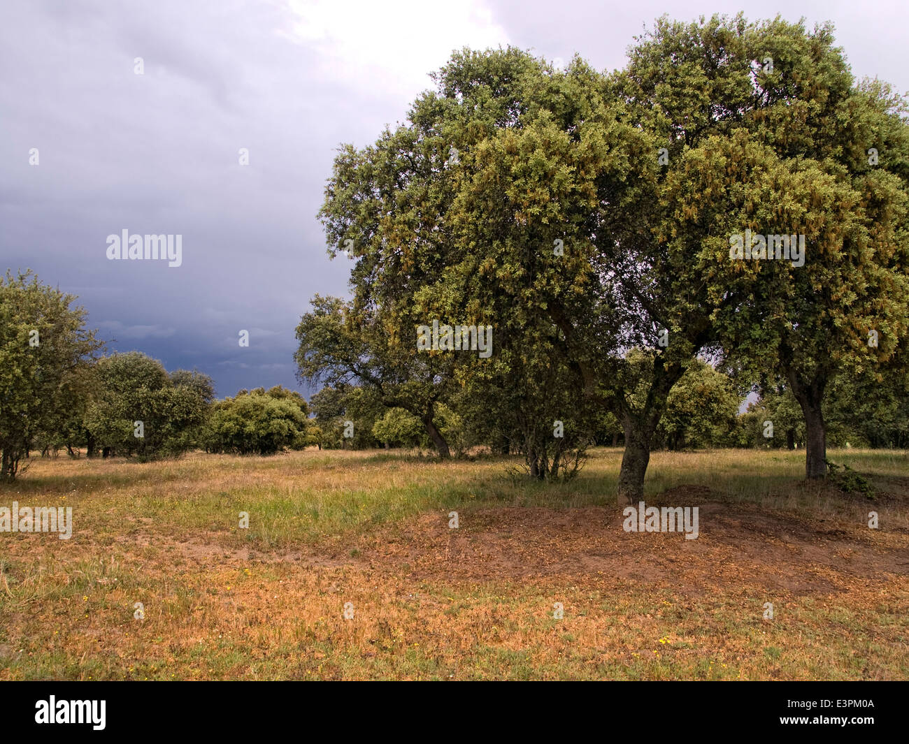 Holm oak tree hi-res stock photography and images - Alamy