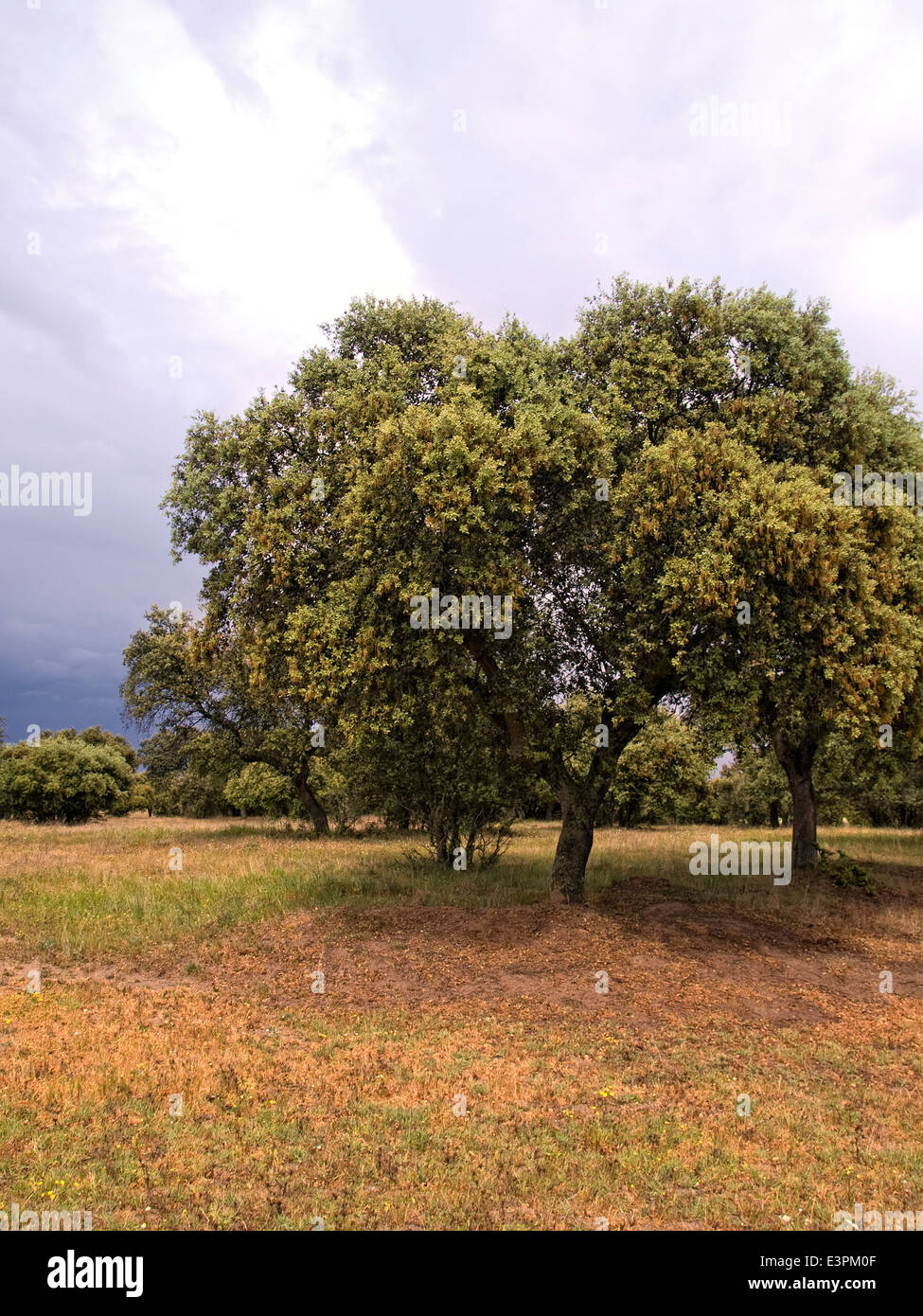 Holm oak tree hi-res stock photography and images - Alamy