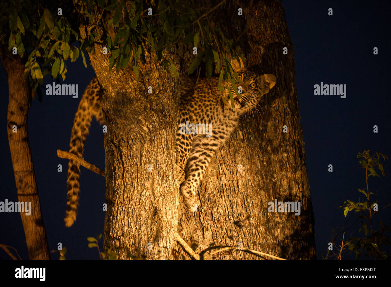 African leopard cub hi-res stock photography and images - Alamy