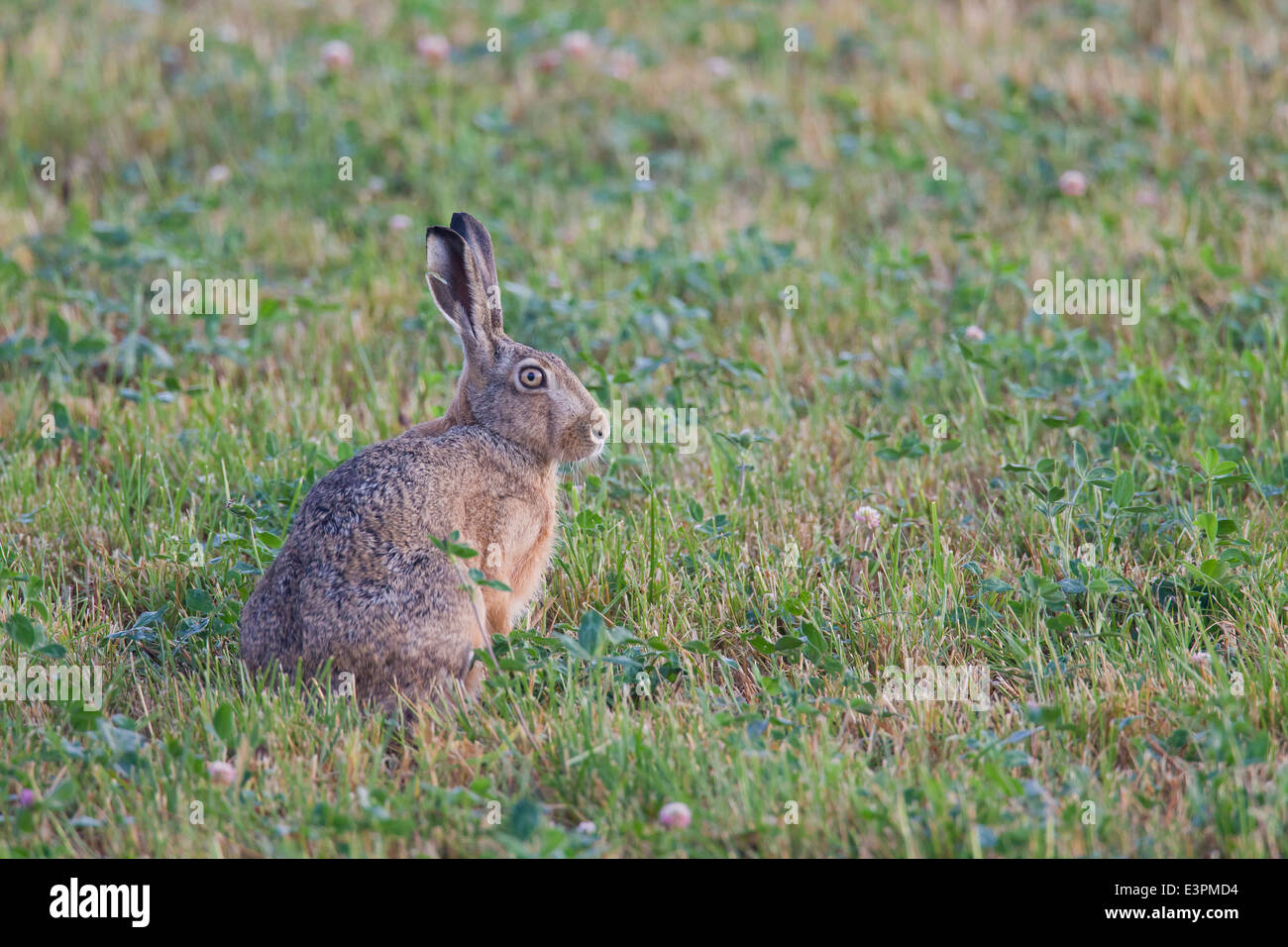 European Brown Hare (Lepus europaeus). Adult on a meadow. Germany Stock ...