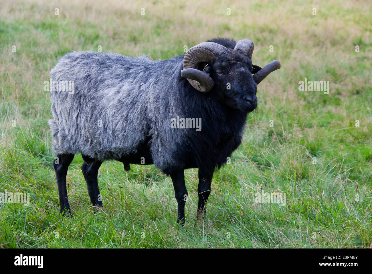 Heidschnucke, German Grey Heath. Ram standing, seen side-on. Lower ...