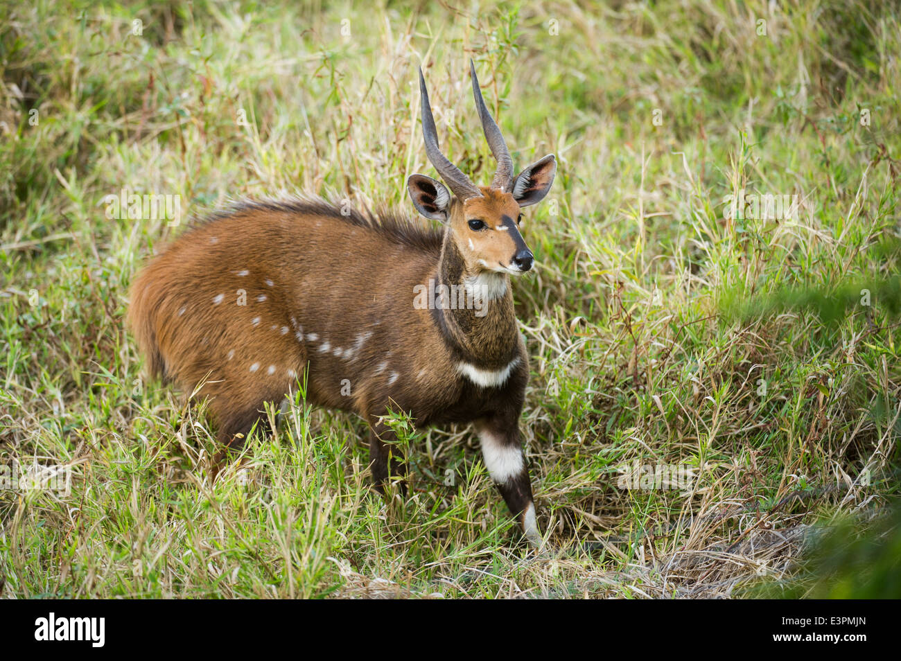 Bushbuck