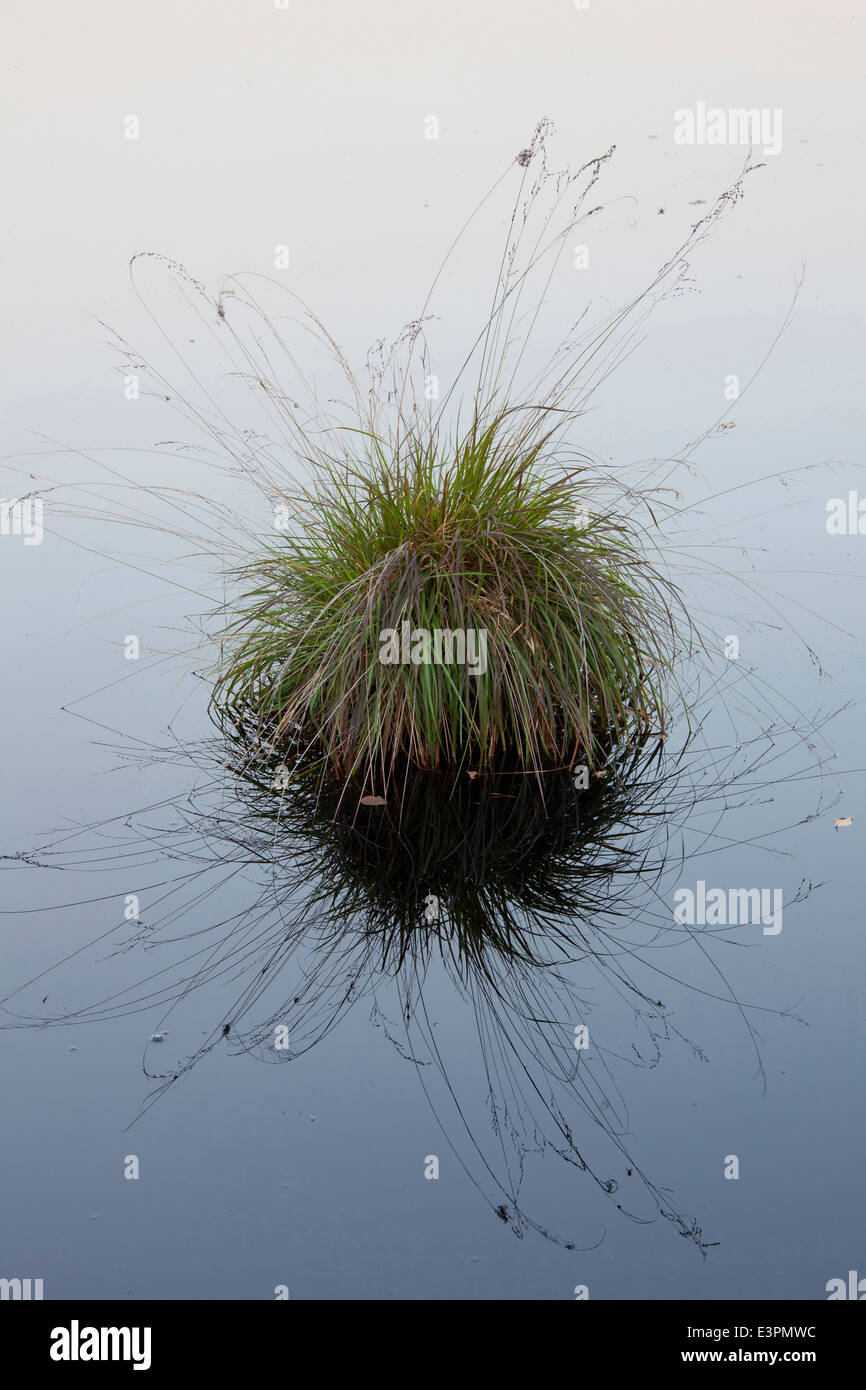 Mound of grass at Pietzmoor, a raised bog near the town Schneverdingen ...
