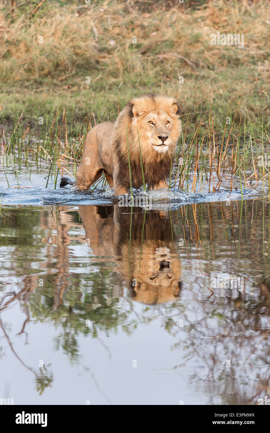 African Lion Water Reflection High Resolution Stock Photography and ...