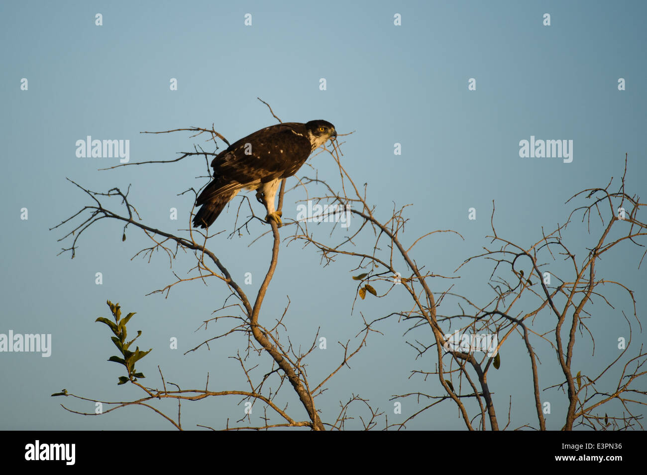 African hawk eagle hi-res stock photography and images - Alamy