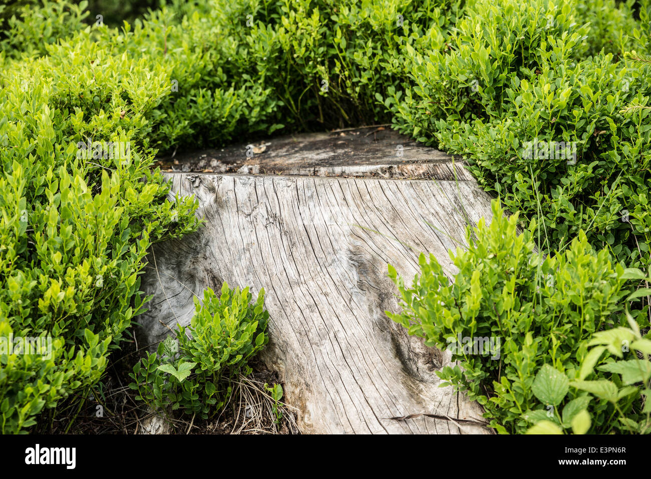 Tree log hi-res stock photography and images - Alamy