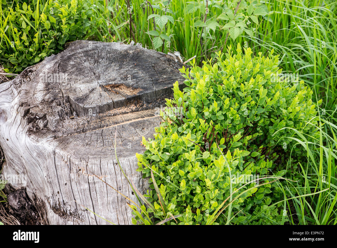 Tree log hi-res stock photography and images - Alamy