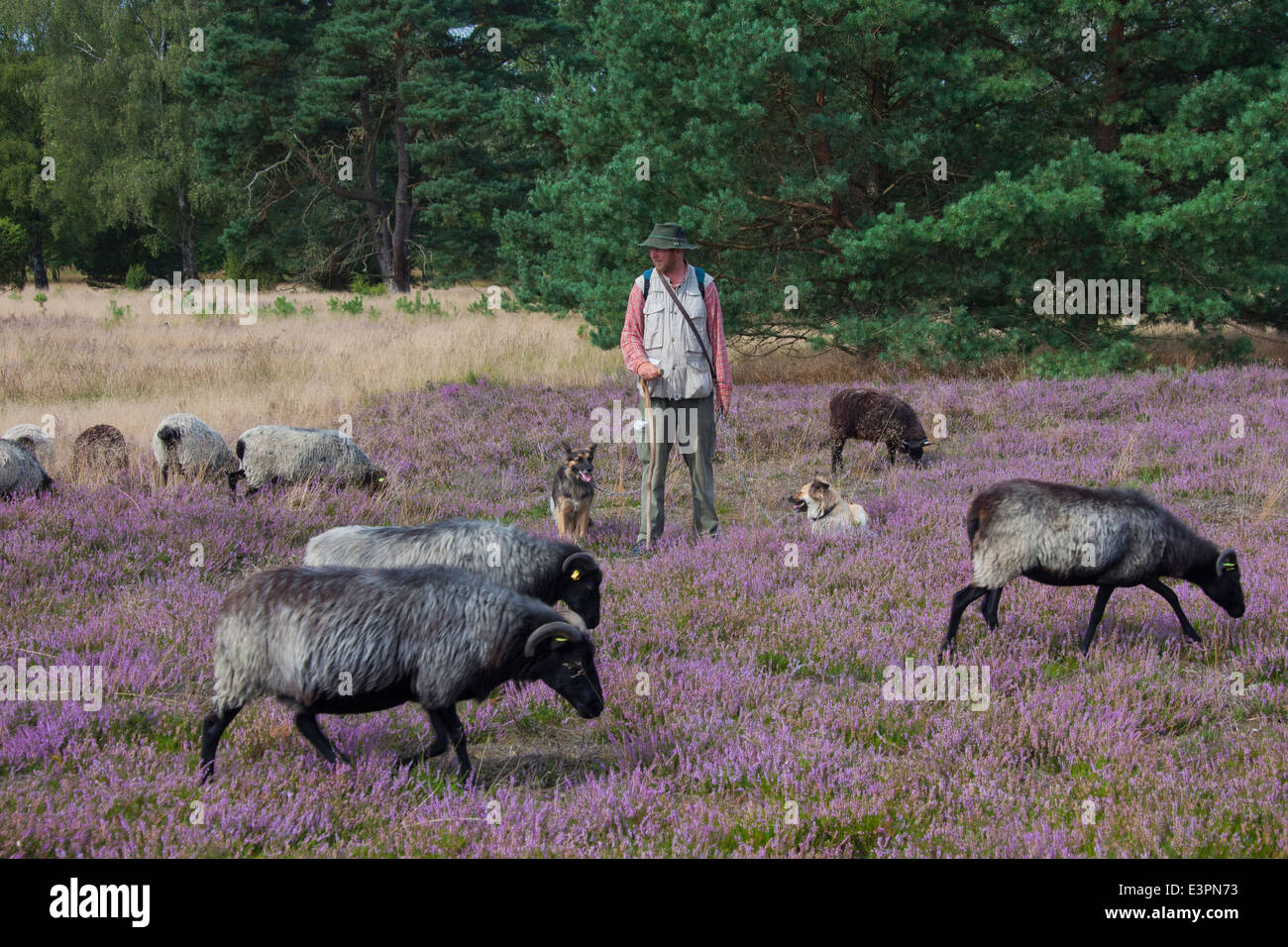 Heidschnucke German Grey Heath Shepherd grazing sheep Lueneburg Heath ...