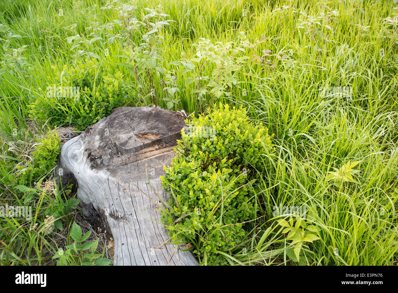 Tree log hi-res stock photography and images - Alamy