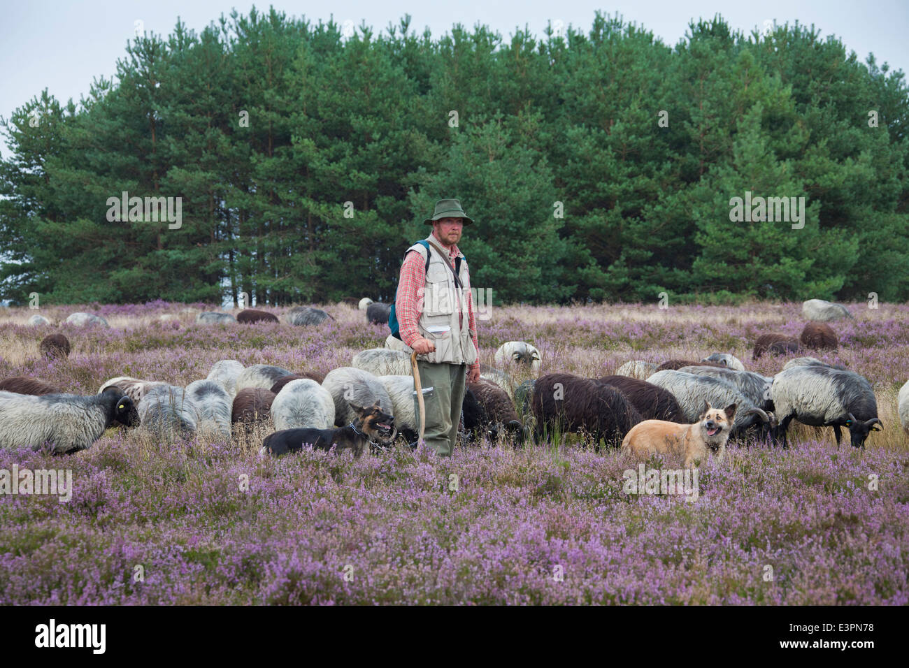 Heidschnucke German Grey Heath Shepherd grazing sheep Lueneburg Heath ...