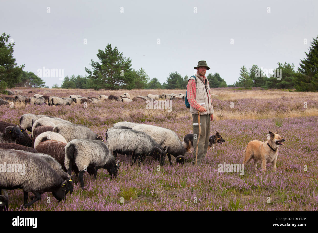 Heidschnucke German Grey Heath Shepherd grazing sheep Lueneburg Heath ...