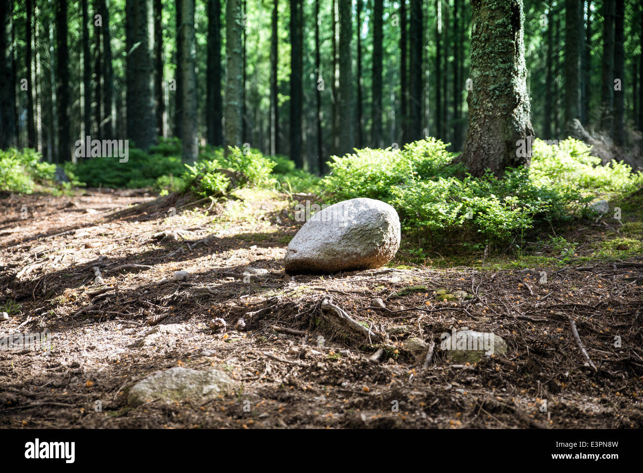 Rock in the forest Stock Photo - Alamy