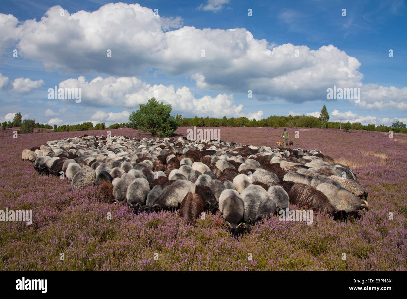 Heidschnucke German Grey Heath Shepherd grazing sheep Lueneburg Heath ...