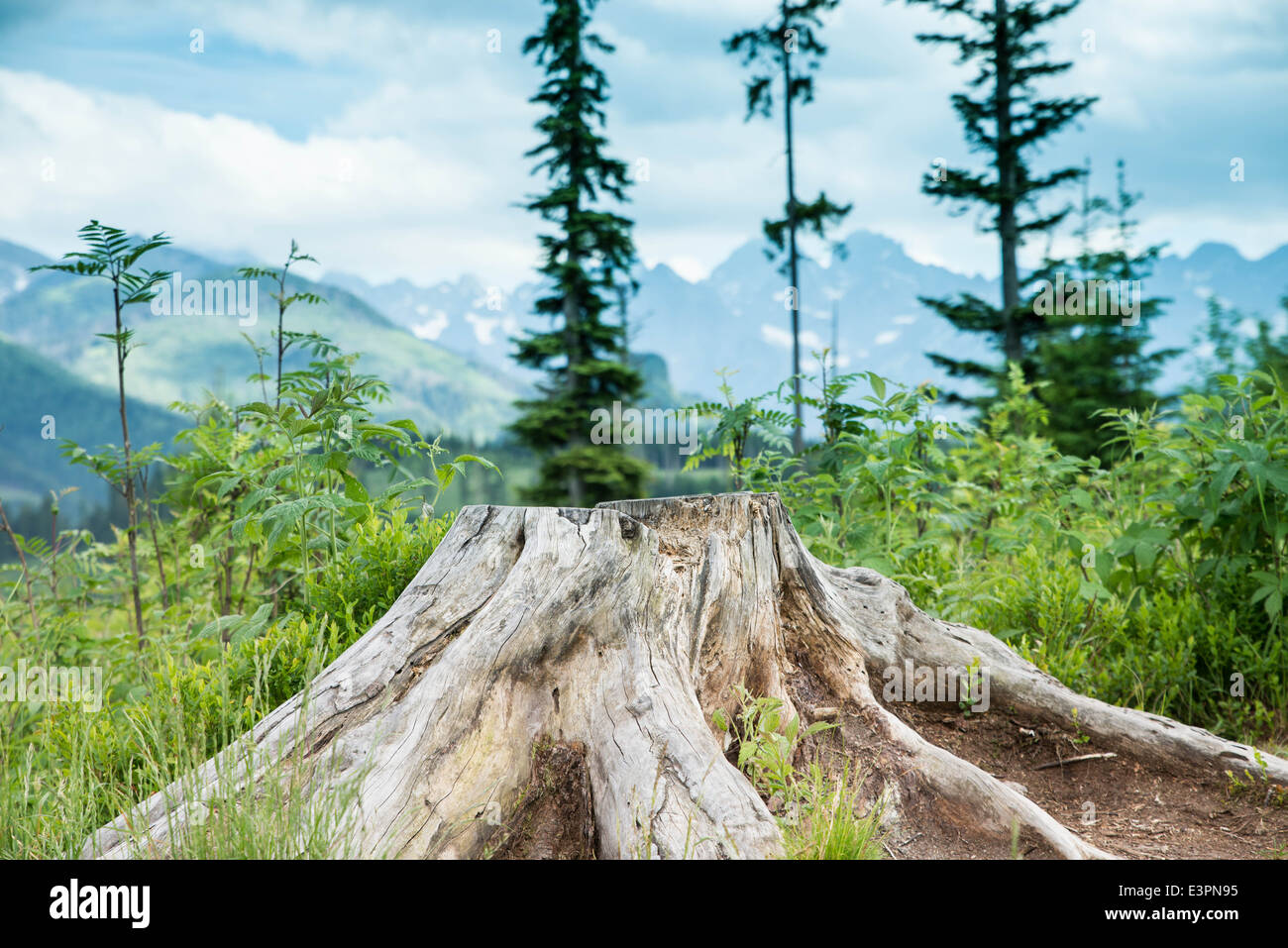 Tree log hi-res stock photography and images - Alamy